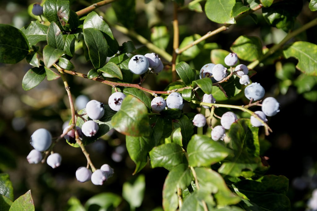 Vaccinium corymbosum &Nelson& (F) | blueberry &Nelson& Fruit Edible/RHS ...