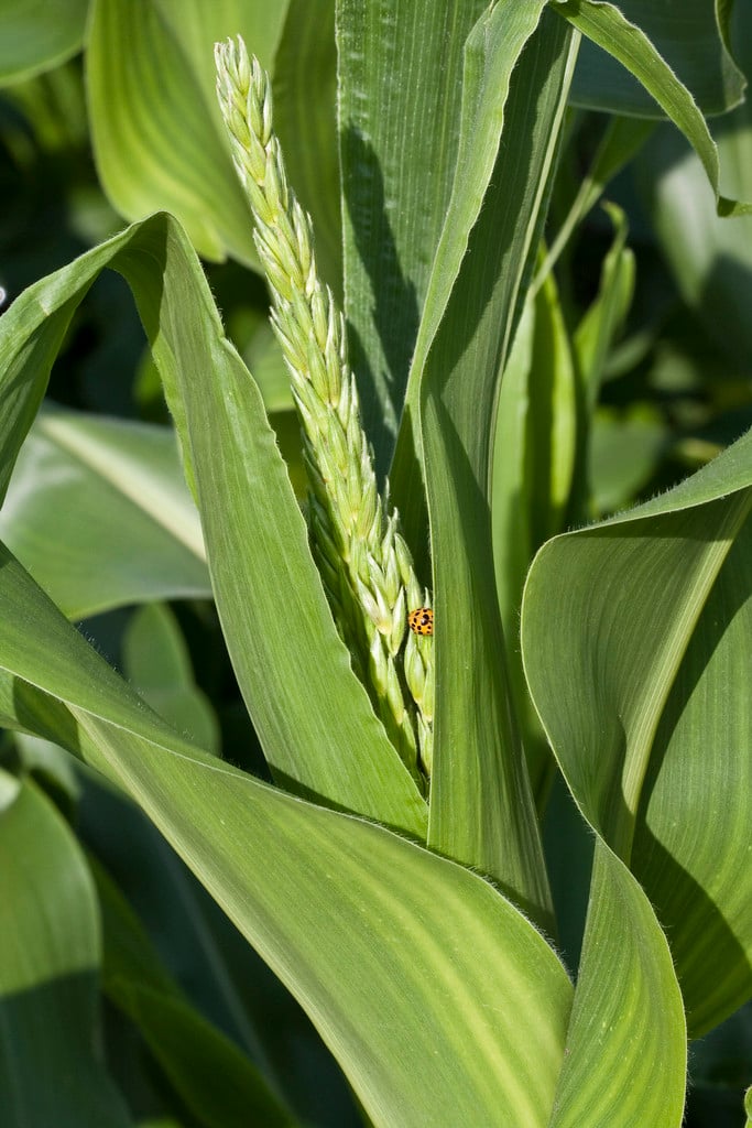 Zea mays &Swift& | sweet corn &Swift& (extra tender sweet) Grass Like ...