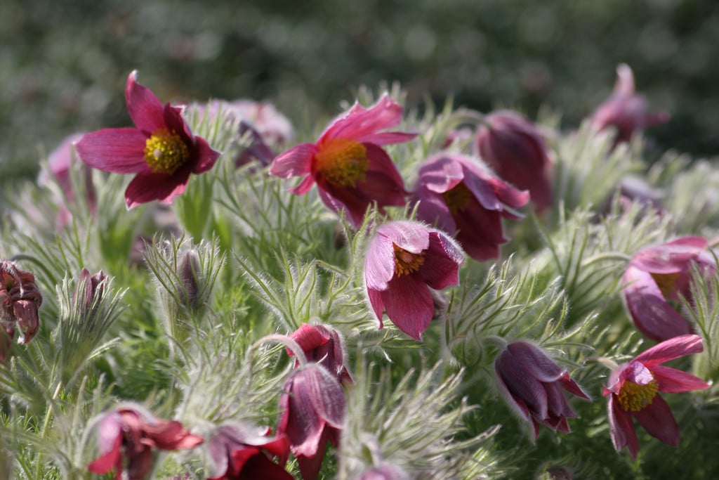 Pulsatilla rubra | red pasqueflower Herbaceous Perennial/RHS Gardening