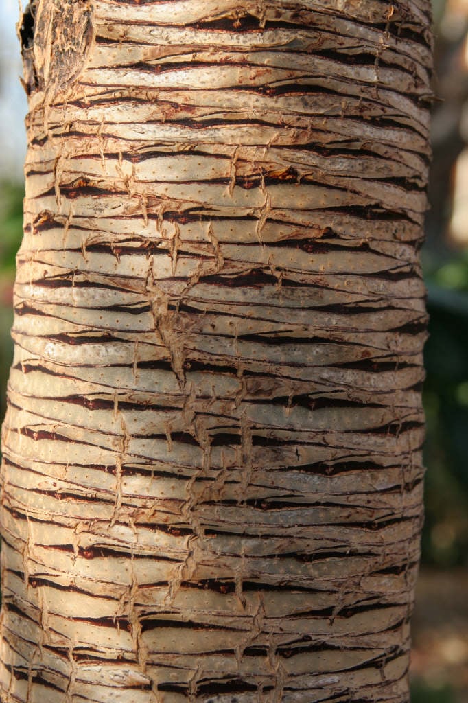 Dracaena draco | dragon tree Conservatory Greenhouse/RHS Gardening