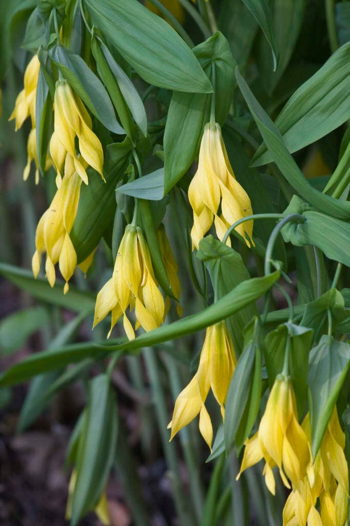 Uvularia grandiflora | bellwort/RHS Gardening