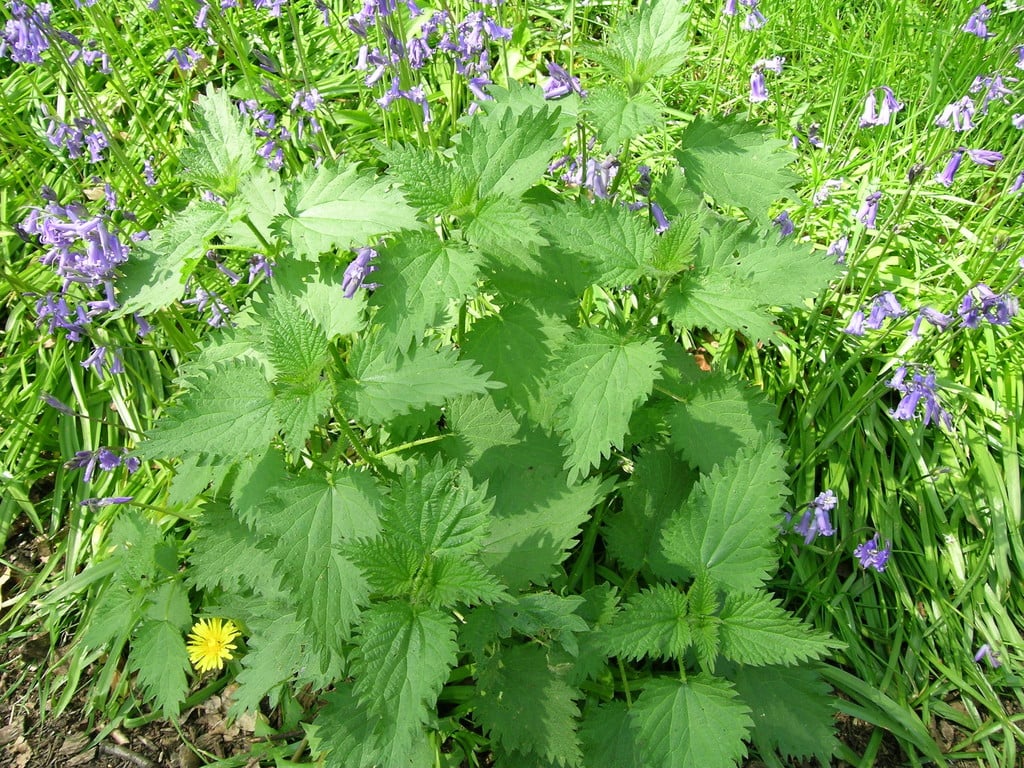 Urtica dioica | common stinging nettle Herbaceous Perennial/RHS Gardening
