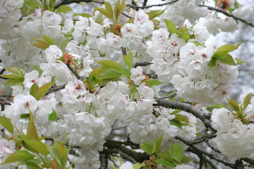 Prunus &Shirotae& | cherry &Shirotae& Trees/RHS Gardening