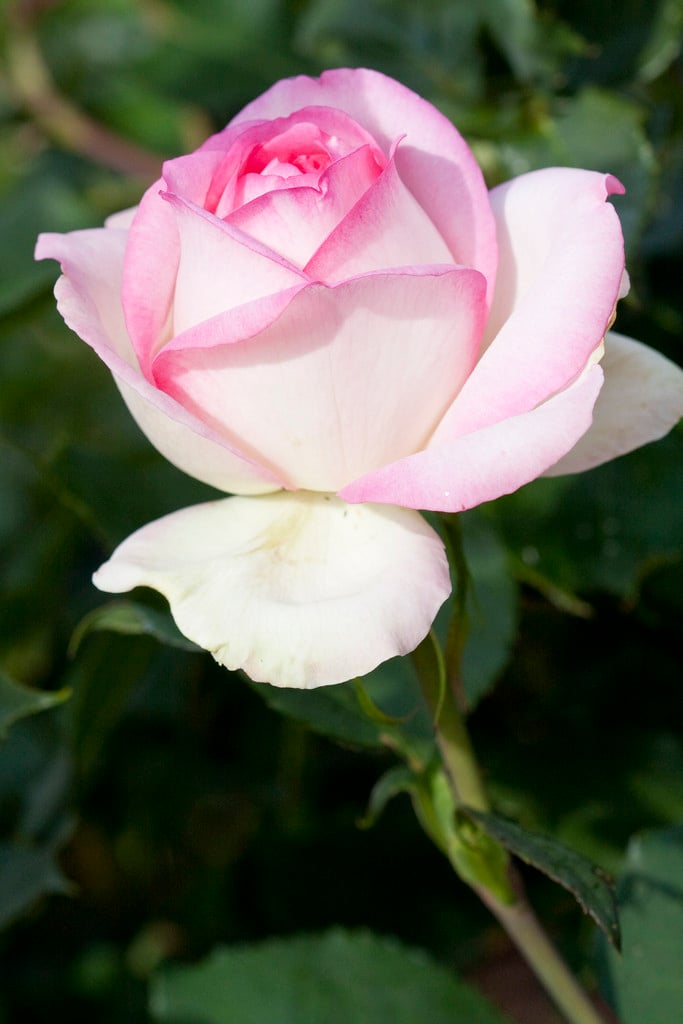 Rosa Händel (&Macha&) (ClHT) | rose [Händel] Roses/RHS Gardening