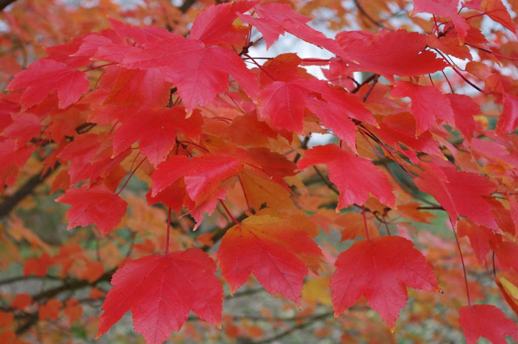 Acer rubrum &October Glory& | red maple &October Glory& Trees/RHS Gardening