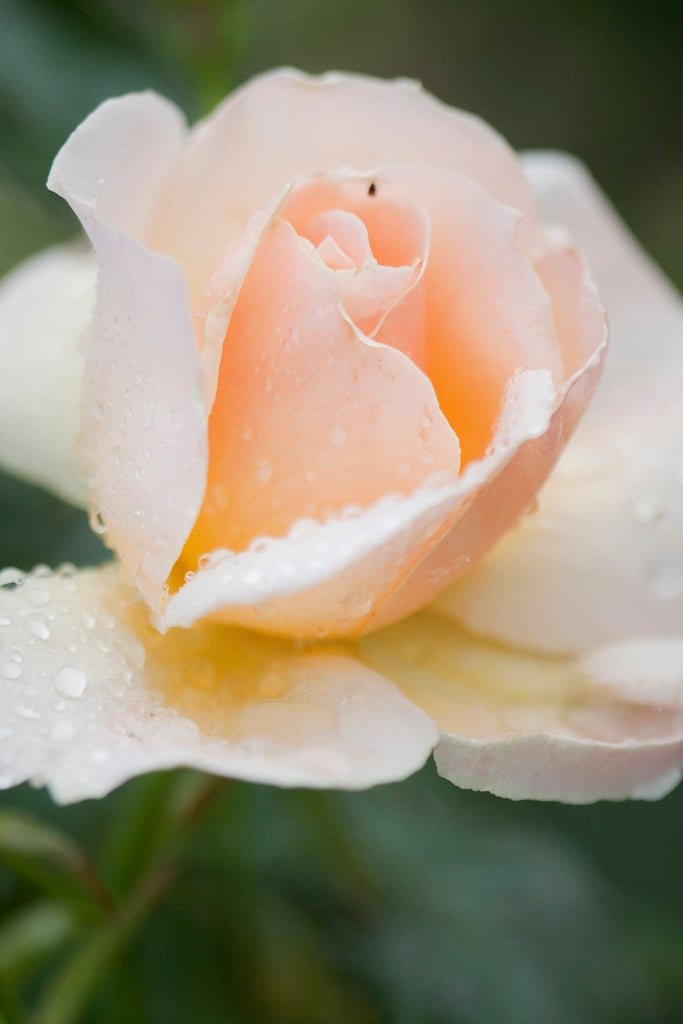 Rosa &Harlady& | rose [Susan Daniel] Climber Wall Shrub/RHS Gardening