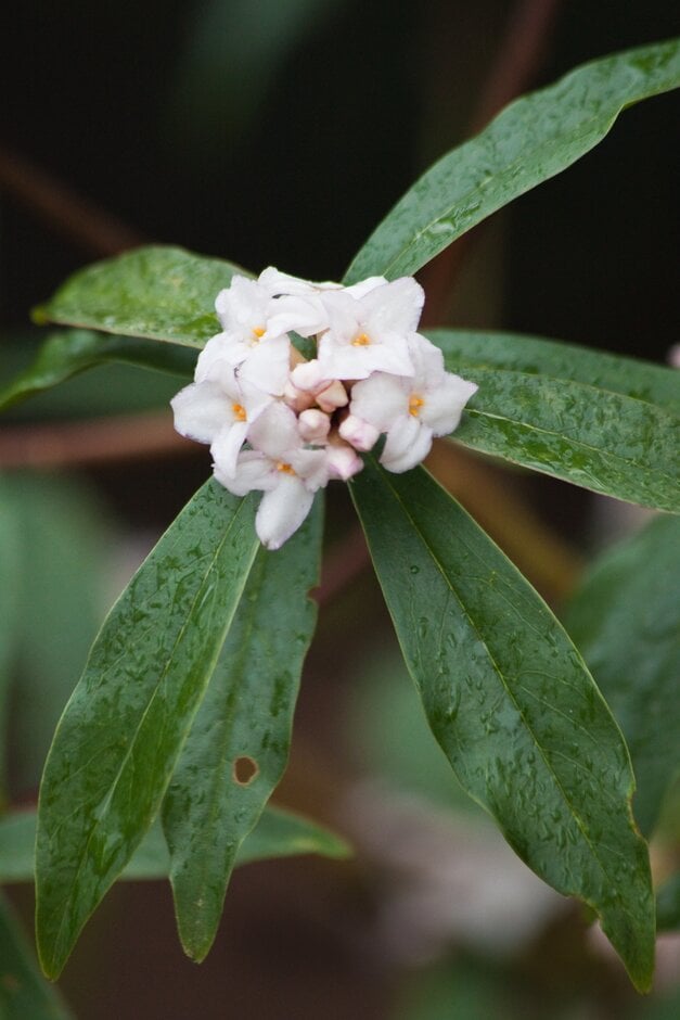 Daphne 'Spring Herald' | daphne 'Spring Herald' Shrubs/RHS