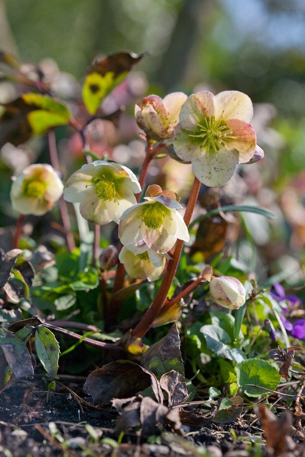 Helleborus × ericsmithii | Eric Smith&s hellebore Herbaceous Perennial ...
