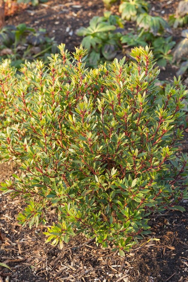 Tasmannia lanceolata | mountain pepper Shrubs/RHS Gardening