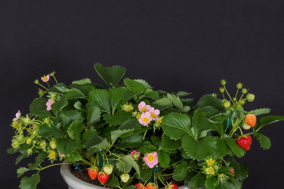 Fragaria × ananassa Just Add Cream (&Tmstr14pnk&PBR) | strawberry [Just ...