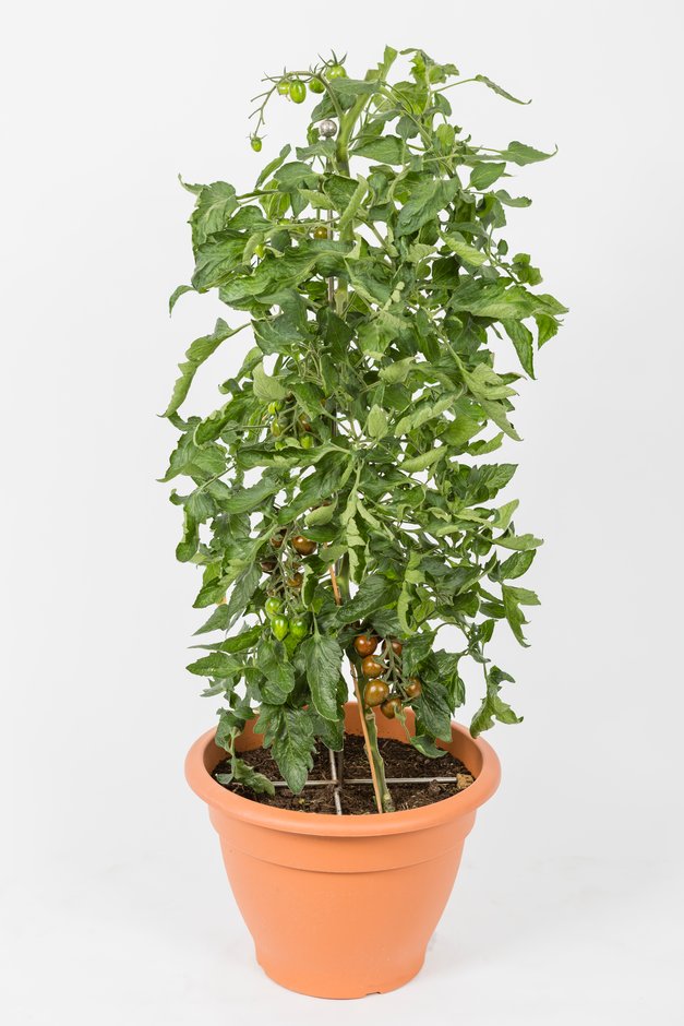 Solanum lycopersicum &Shimmer& | tomato &Shimmer& Annual Biennial/RHS ...