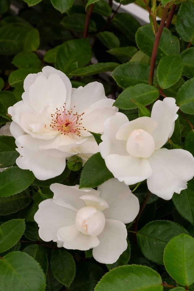 Rosa Starlight Symphony (&Harwisdom&) (ClS) | rose [Starlight Symphony ...