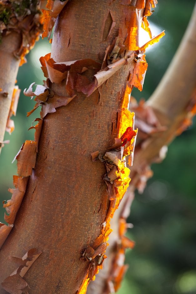 Search the RHS website for gardening knowledge / RHS Gardening