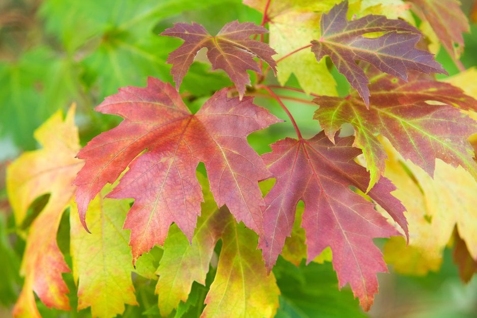 Acer dasycarpum | silver maple Trees/RHS Gardening