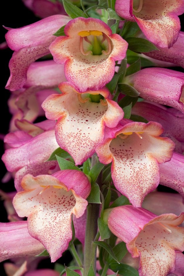 Digitalis × valinii Illumination Pink (&Tmdgfp001&PBR) (Illumination ...