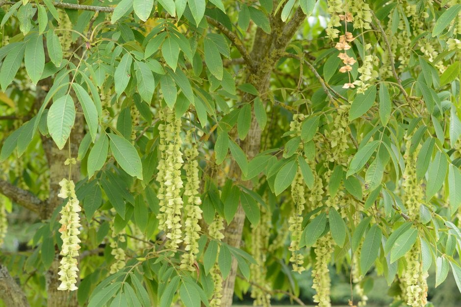 Pterocarya macroptera | large-winged wingnut Trees/RHS Gardening