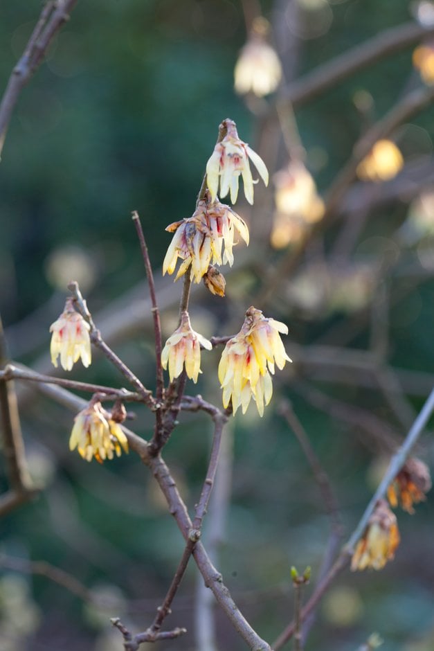 Chimonanthus praecox | wintersweet Shrubs/RHS Gardening