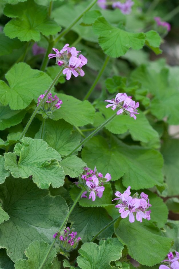 Pelargonium &Atomic Snowflake& (Sc/v) | geranium &Atomic Snowflake ...