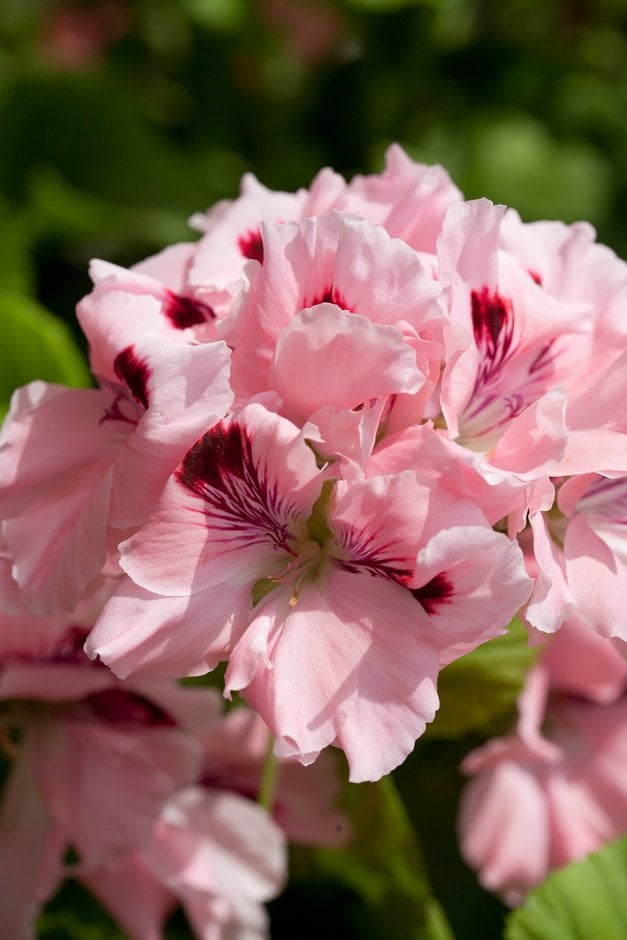 Pelargonium &Ballerina& | geranium &Carisbrooke& Bedding/RHS Gardening