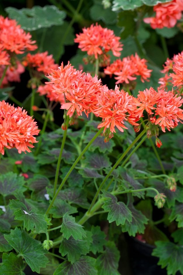Pelargonium &Grandad Mac& (Dw/St) | geranium &Grandad Mac& Conservatory ...