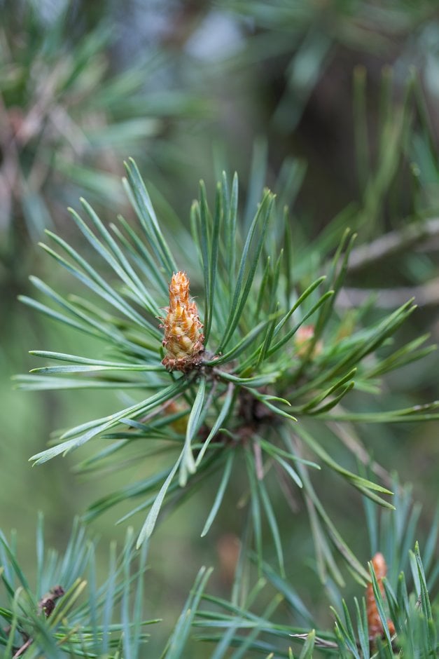 Pinus sylvestris Aurea Group | golden Scots pine Conifers/RHS Gardening