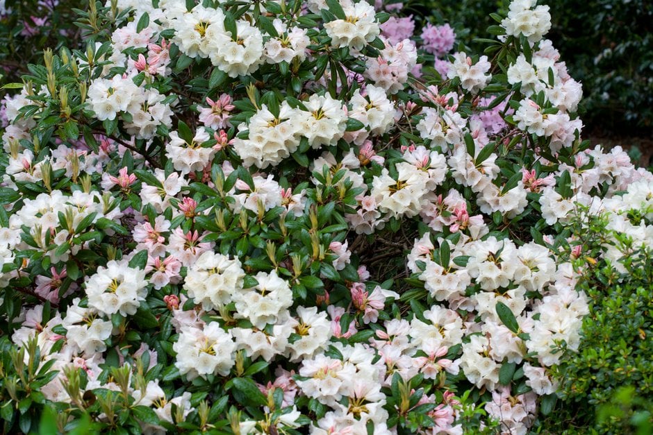 Rhododendron 'Grumpy' | rhododendron 'Grumpy'/RHS Gardening