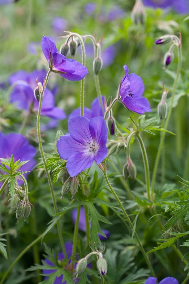 Geranium &Orion& | cranesbill &Orion& Herbaceous Perennial/RHS Gardening