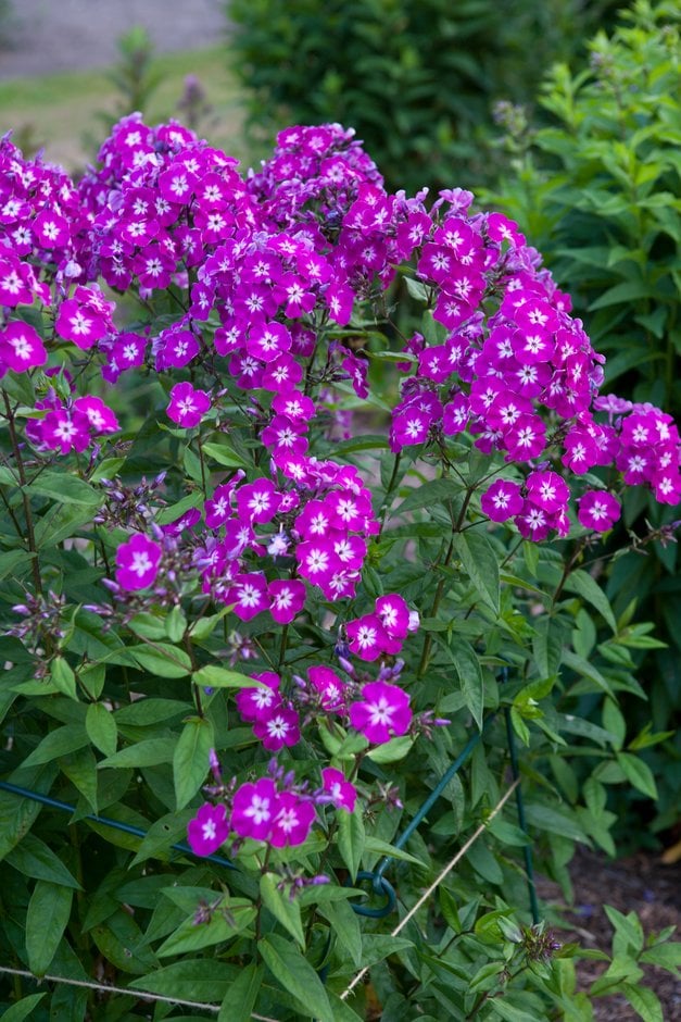 Phlox paniculata Peacock Purple Bicolor (Peacock Series) | perennial ...