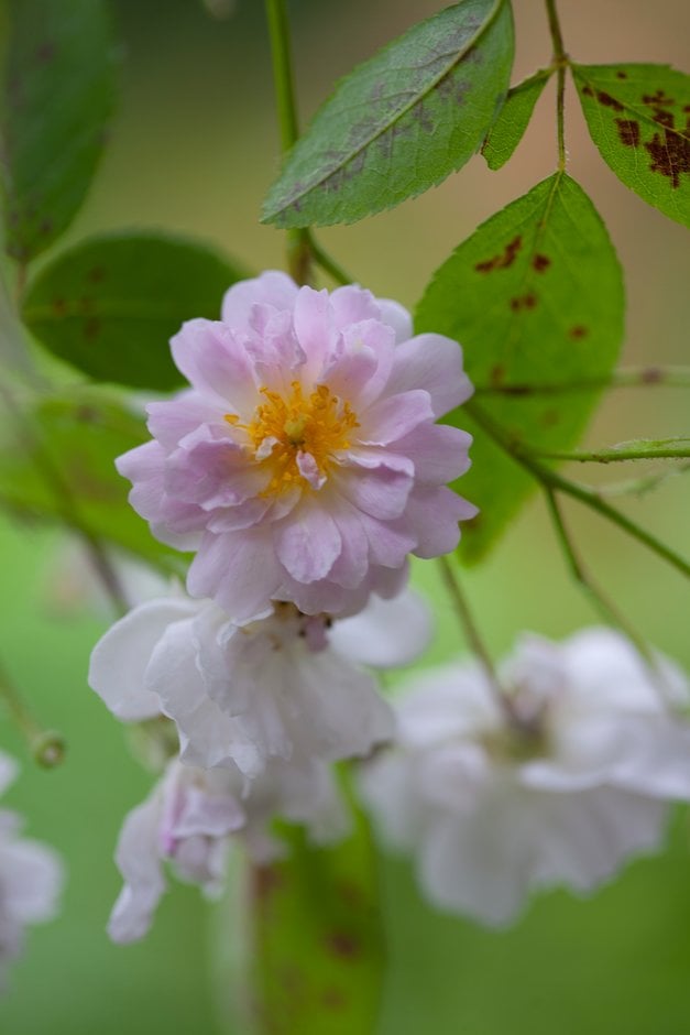 Rosa 'Paul's Himalayan Musk' (Ra) | rose 'Paul's Himalayan Musk'/RHS ...