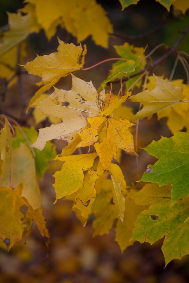 Acer platanoides | Norway maple Trees/RHS Gardening