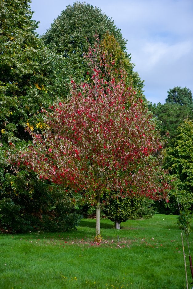 Acer rubrum Red Sunset (&Franksred&) | red maple [Red Sunset] Trees/RHS ...