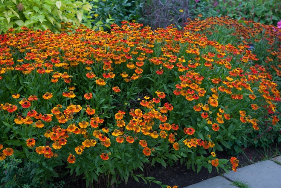 Helenium 39sahins Early Flower39 9cm Eddington House Nursery Helenium