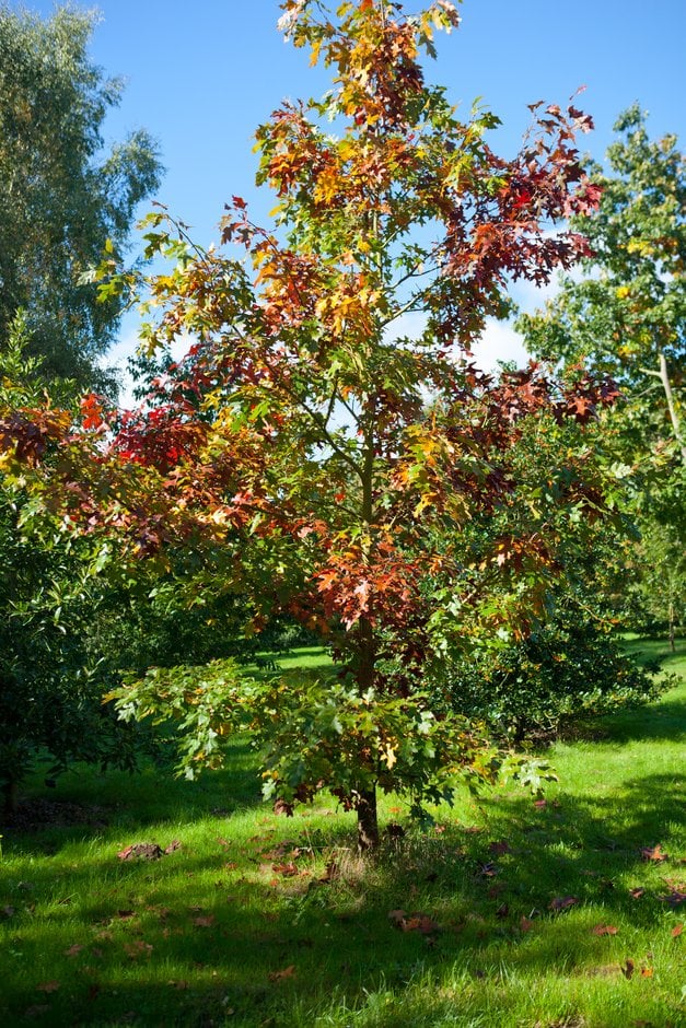 Quercus tinctoria | black oak Trees/RHS Gardening
