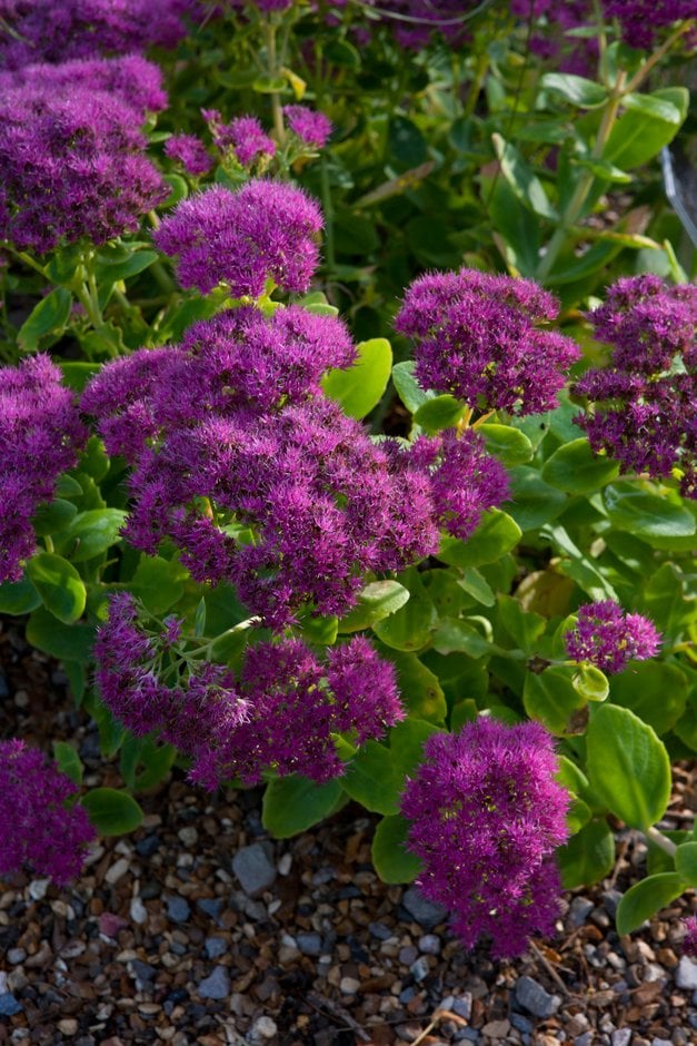 Sedum spectabile Brilliant Group | ice plant Brilliant Group Herbaceous ...