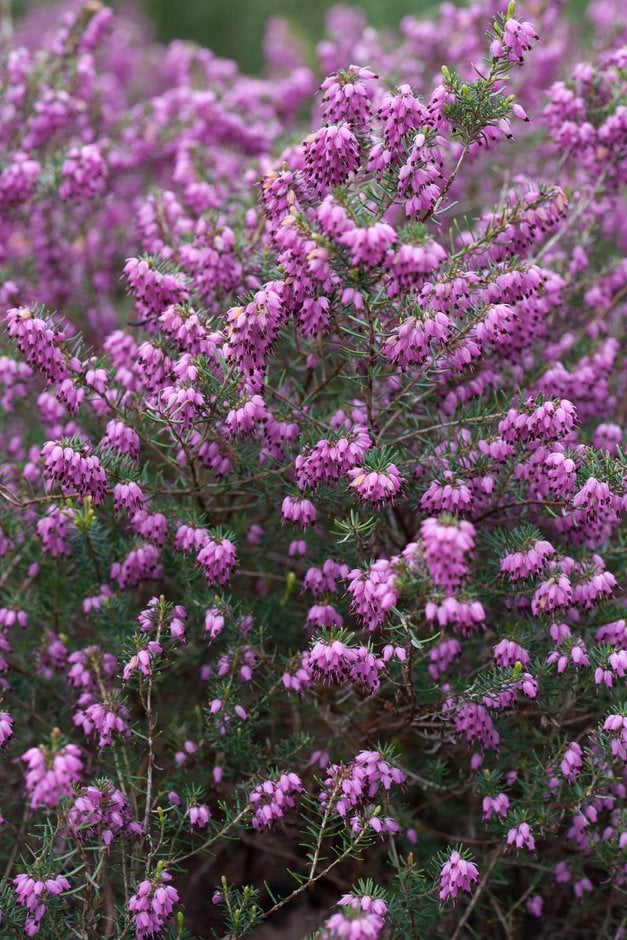 Erica × darleyensis &Arthur Johnson& | heather &Arthur Johnson& Shrubs ...
