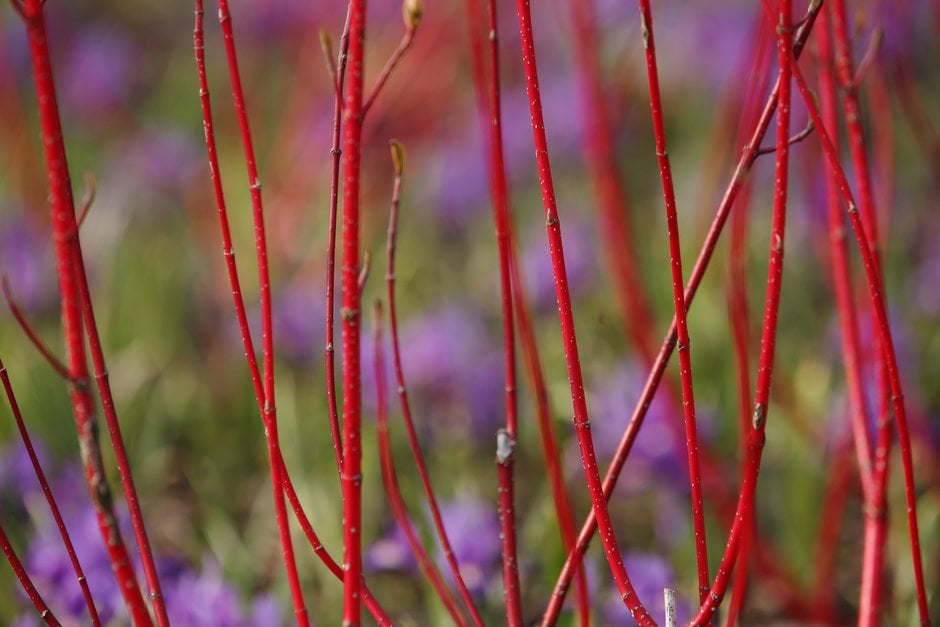 Cornus alba Baton Rouge (&Minbat&PBR) | dogwood [Baton Rouge] Shrubs ...