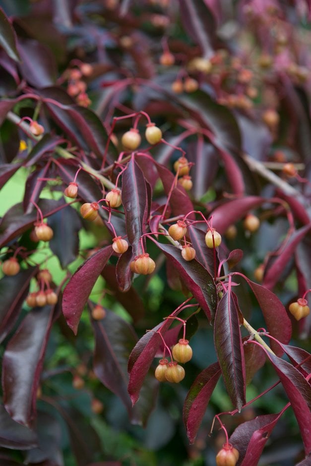 Euonymus carnosus &Red Wine& | fleshy-flowered spindle tree &Red Wine ...
