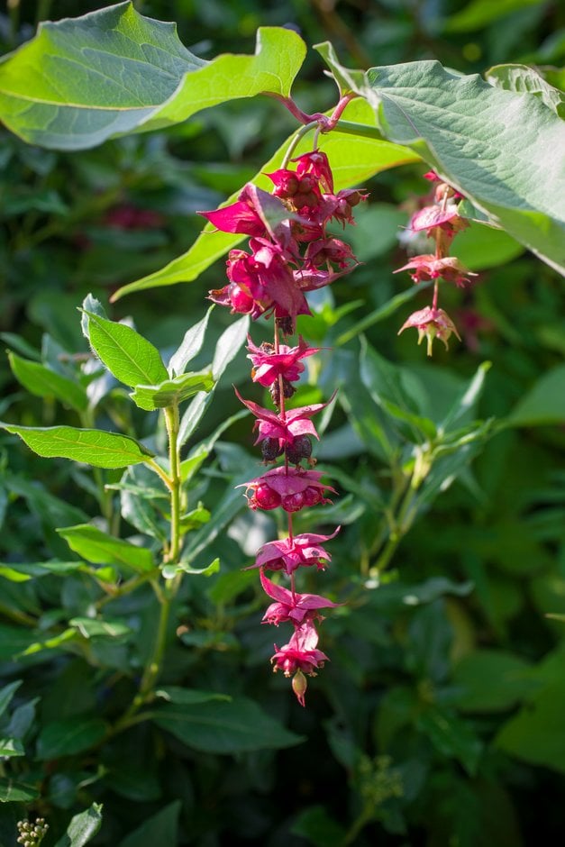 Leycesteria formosa | Himalayan honeysuckle Shrubs/RHS Gardening