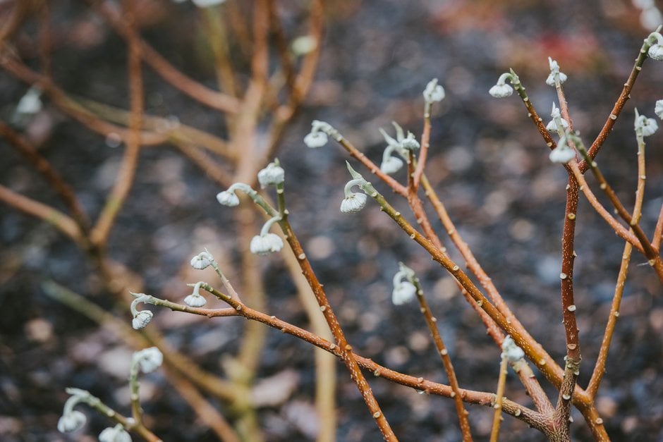 Edgeworthia grandiflora | paperbush &Grandiflora& Shrubs/RHS Gardening