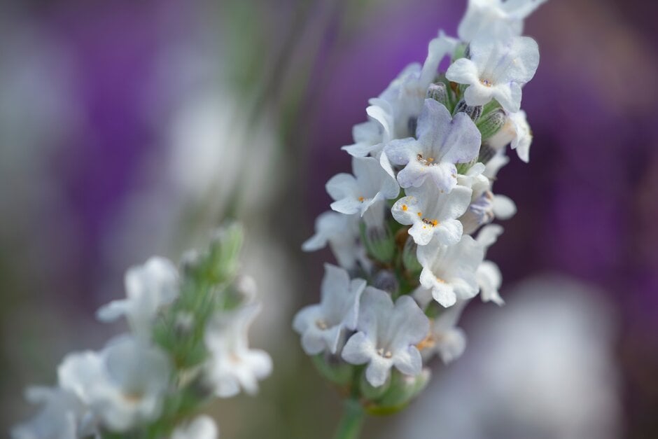 Lavandula × intermedia Heavenly Angel (&Dowphangel&PBR) (Heavenly ...
