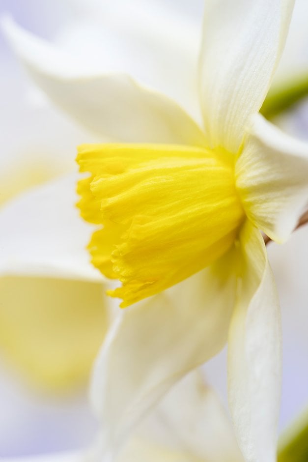 Narcissus &Queen of the North& (3) | daffodil &Queen of the North ...