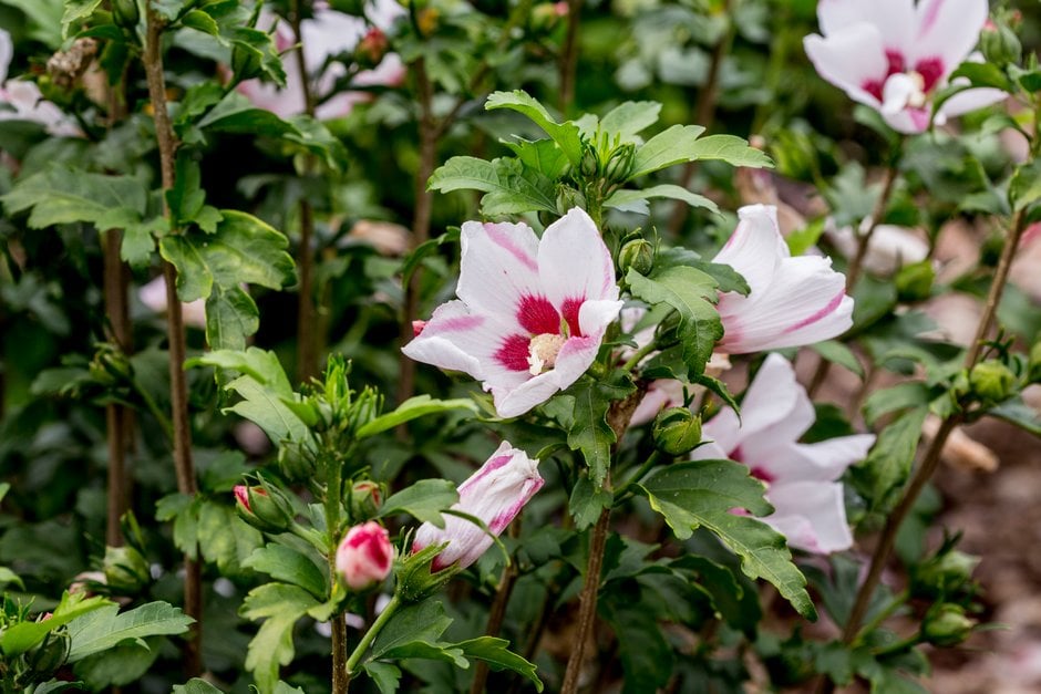 Hibiscus syriacus &Mathilde& | rose of Sharon &Mathilde& Shrubs/RHS ...