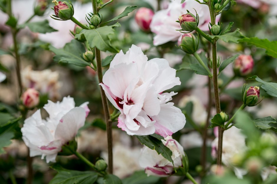 Hibiscus syriacus &Leopoldii& (d) | rose of Sharon &Leopoldii& Shrubs ...
