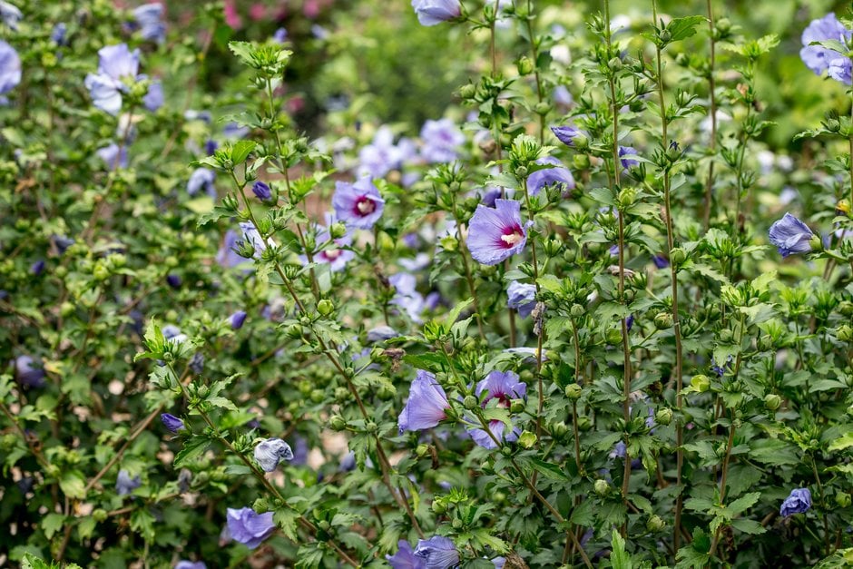 Hibiscus syriacus Ultramarine (&Minultra&PBR) | rose of Sharon ...