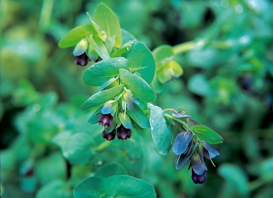 Cerinthe major 'Purpurascens' | honeywort 'Purpurascens'/RHS Gardening