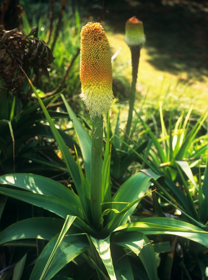 Kniphofia northiae | giant red-hot poker Herbaceous Perennial/RHS Gardening