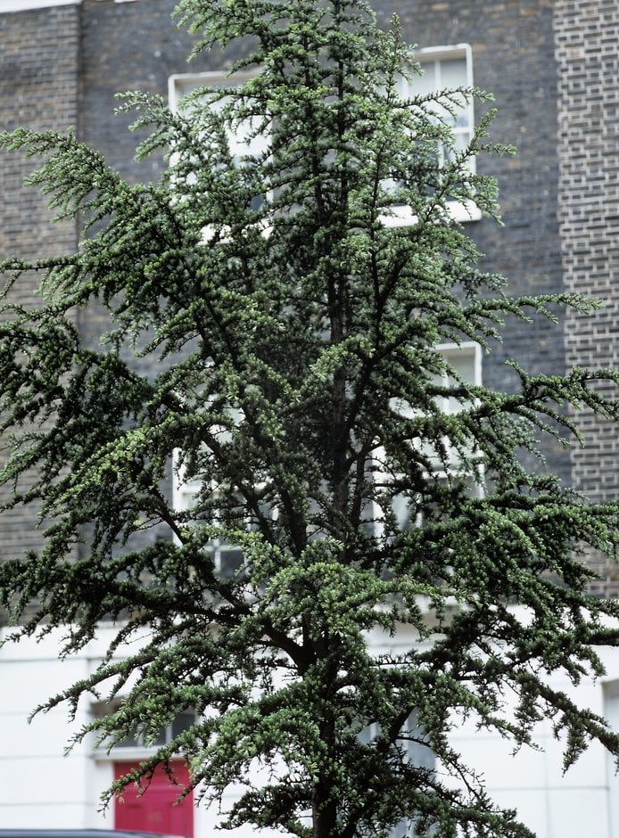 Cedrus atlantica &Fastigiata& | Atlas cedar &Fastigiata& Conifers/RHS ...