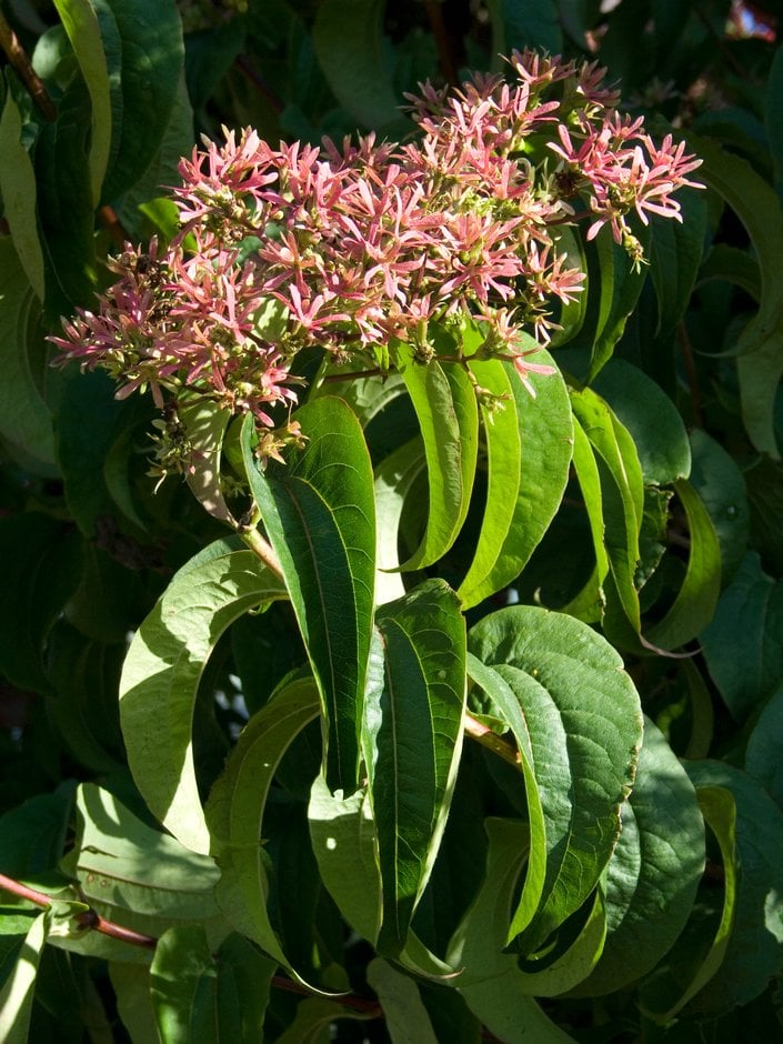 Heptacodium miconioides | seven son flower tree Shrubs/RHS Gardening