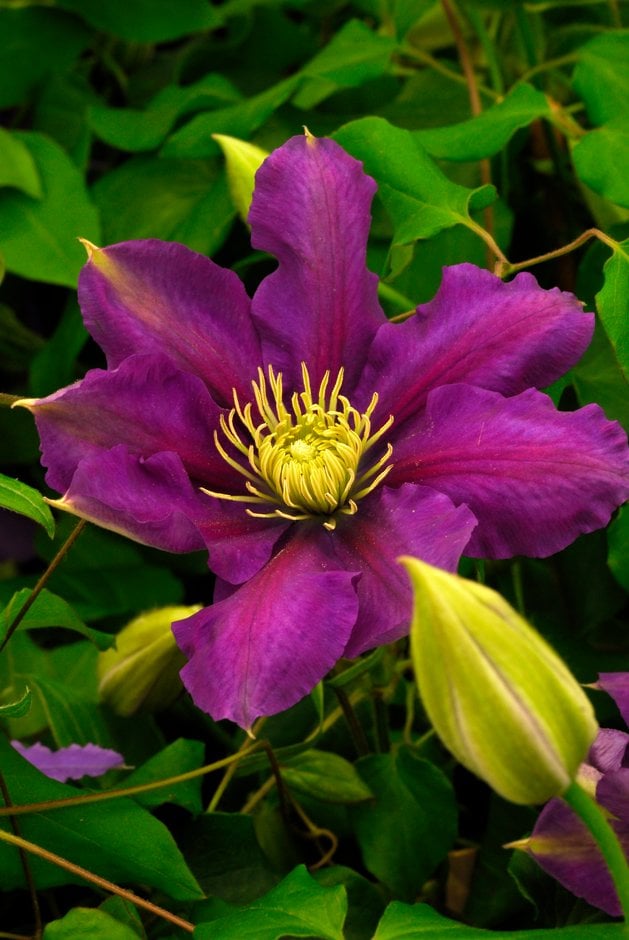 Clematis Chevalier (&Evipo040&PBR) (Boulevard Series) (EL) | clematis ...