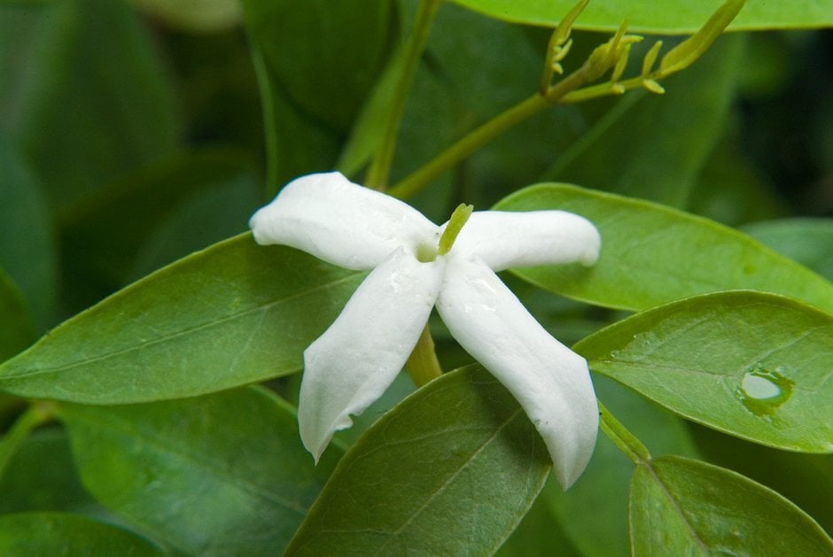 Jasminum trifoliatum Moench | white Azorean jasmine Climber Wall Shrub ...